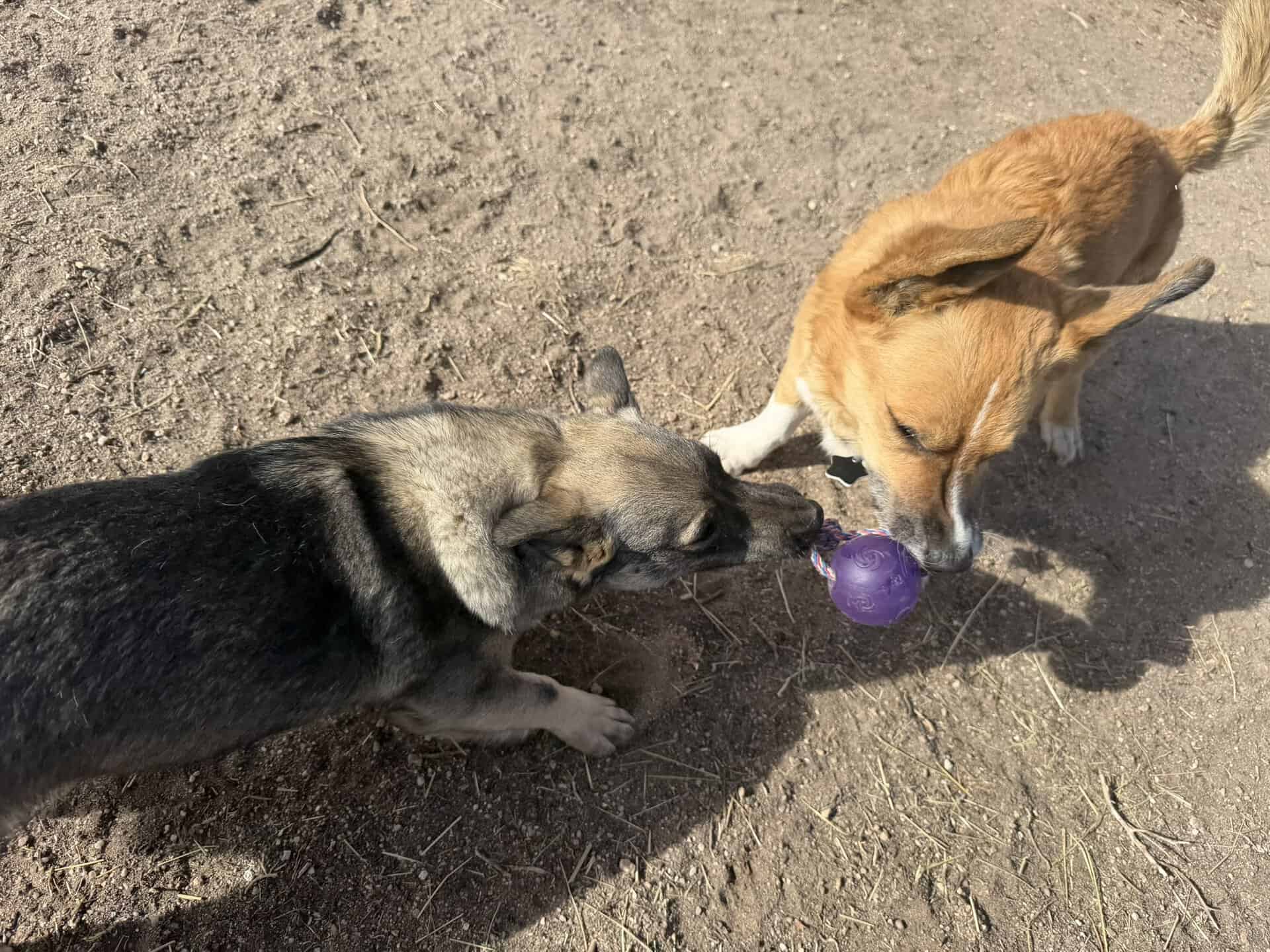 Jolene and the Healing Quality of Dog Spit - Anna Blake